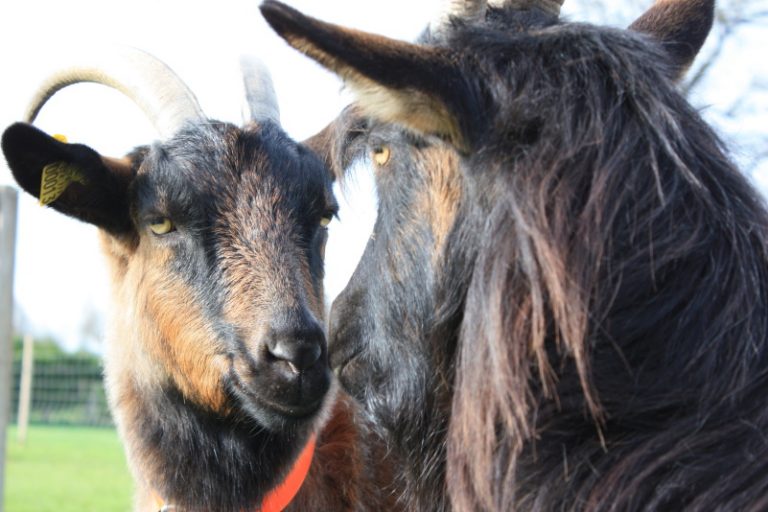 Goat Enrichment: The Importance of Mental Health - Goat Journal